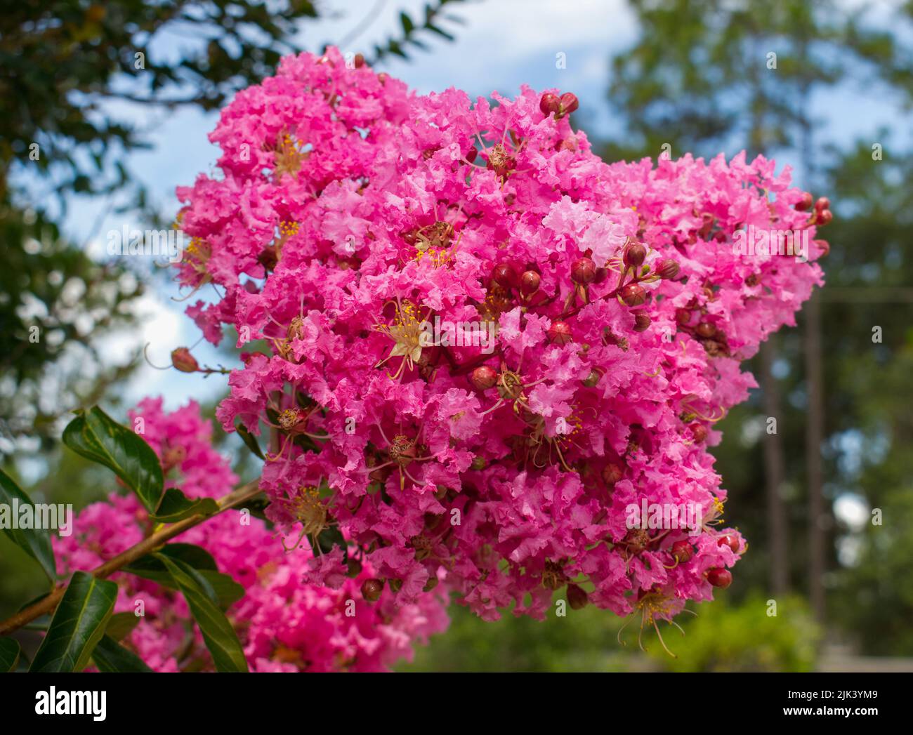Lagerstroemia indica immagini e fotografie stock ad alta risoluzione ...