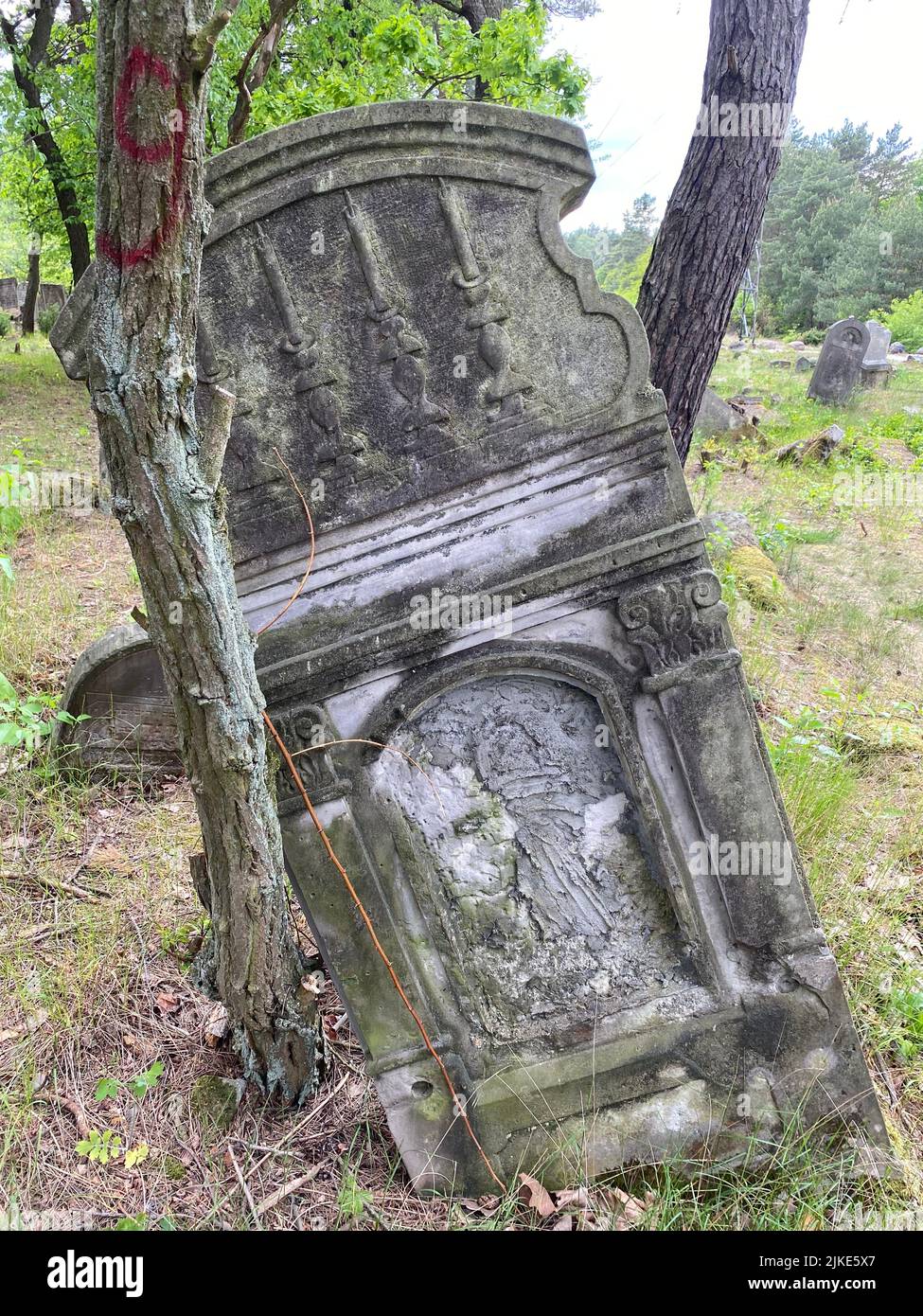 Rovine del vecchio cimitero ebraico a Otwock Polonia cmentarz żydowski ...