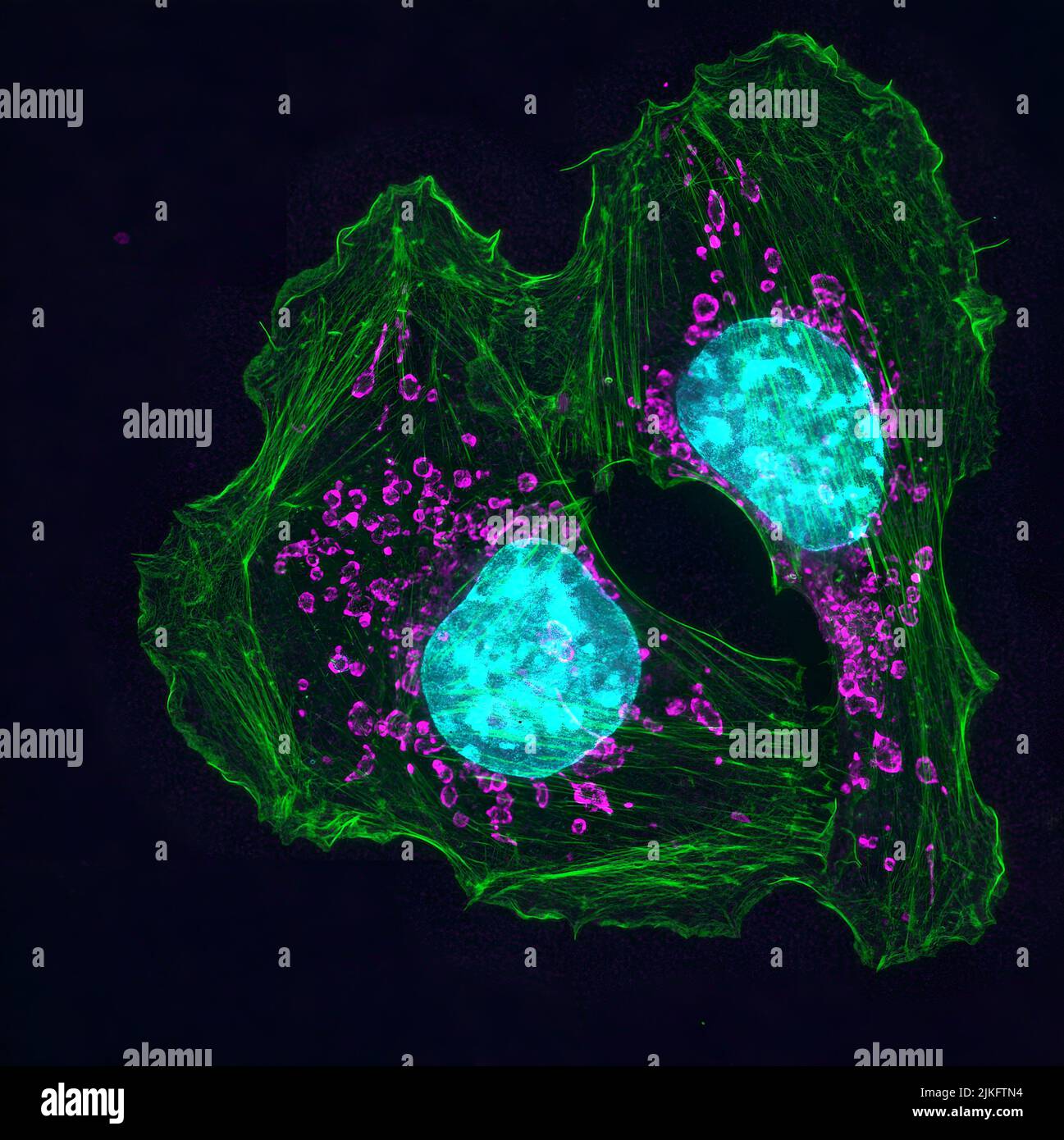 Cellula animale corpo umano la pelle immagini e fotografie stock ad ...