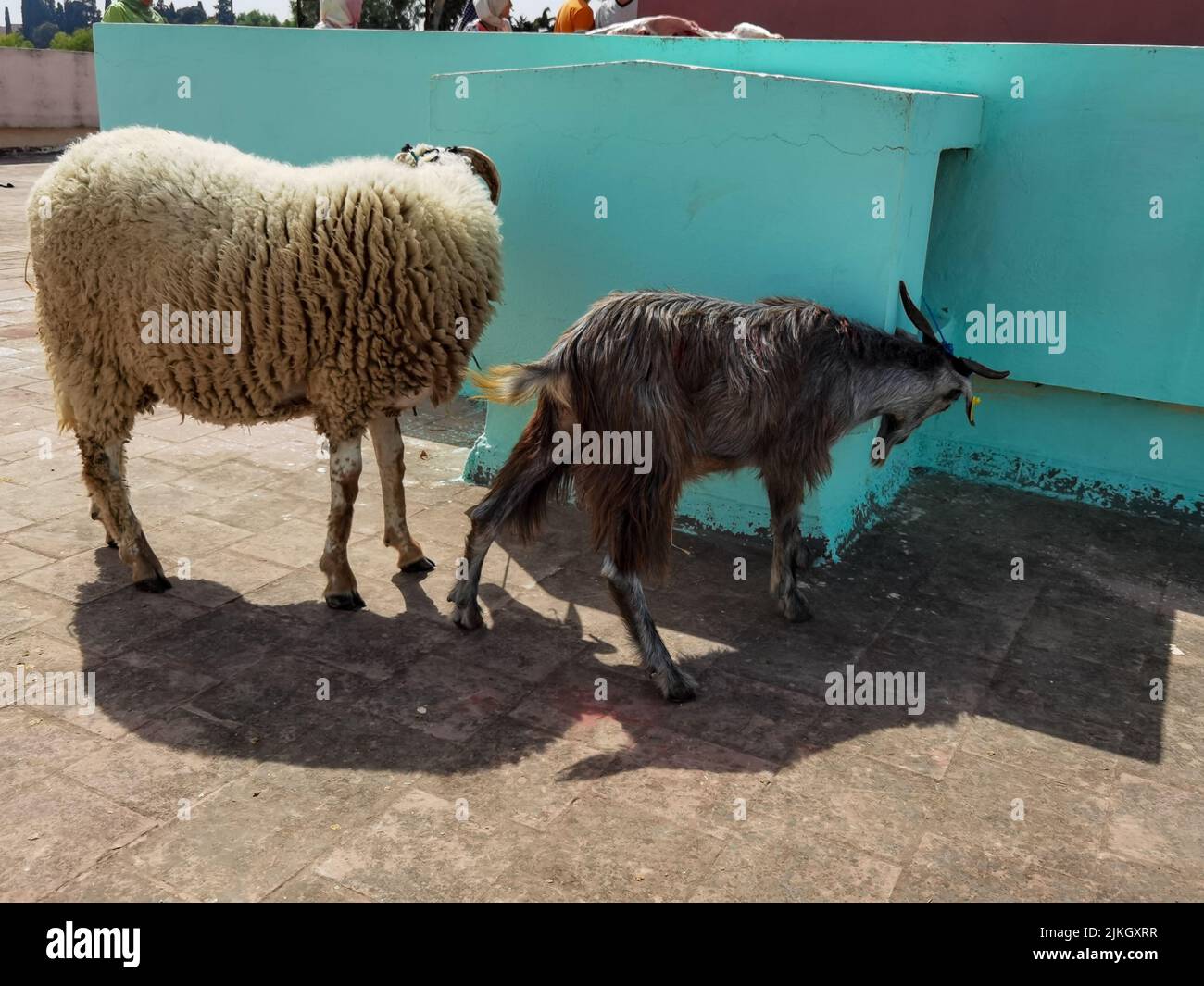 African sheep breed immagini e fotografie stock ad alta risoluzione - Alamy