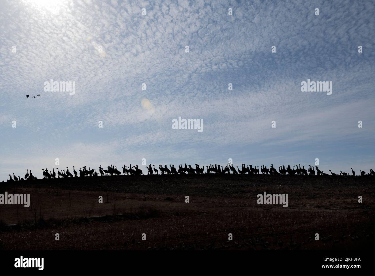 Uccelli di collina immagini e fotografie stock ad alta risoluzione - Alamy