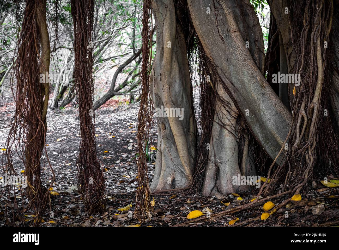 Ficus australis immagini e fotografie stock ad alta risoluzione - Alamy