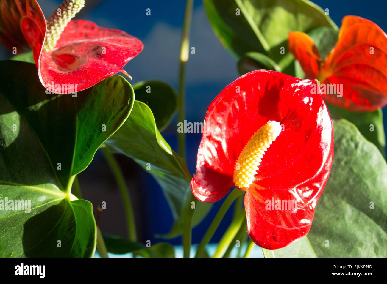 The paleta del pintor immagini e fotografie stock ad alta risoluzione ...