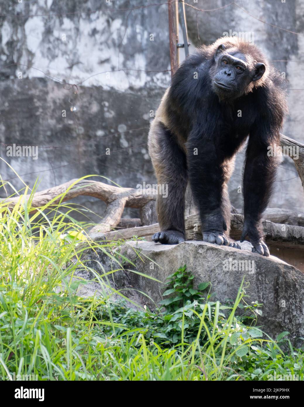 Chimpanzee face immagini e fotografie stock ad alta risoluzione - Alamy