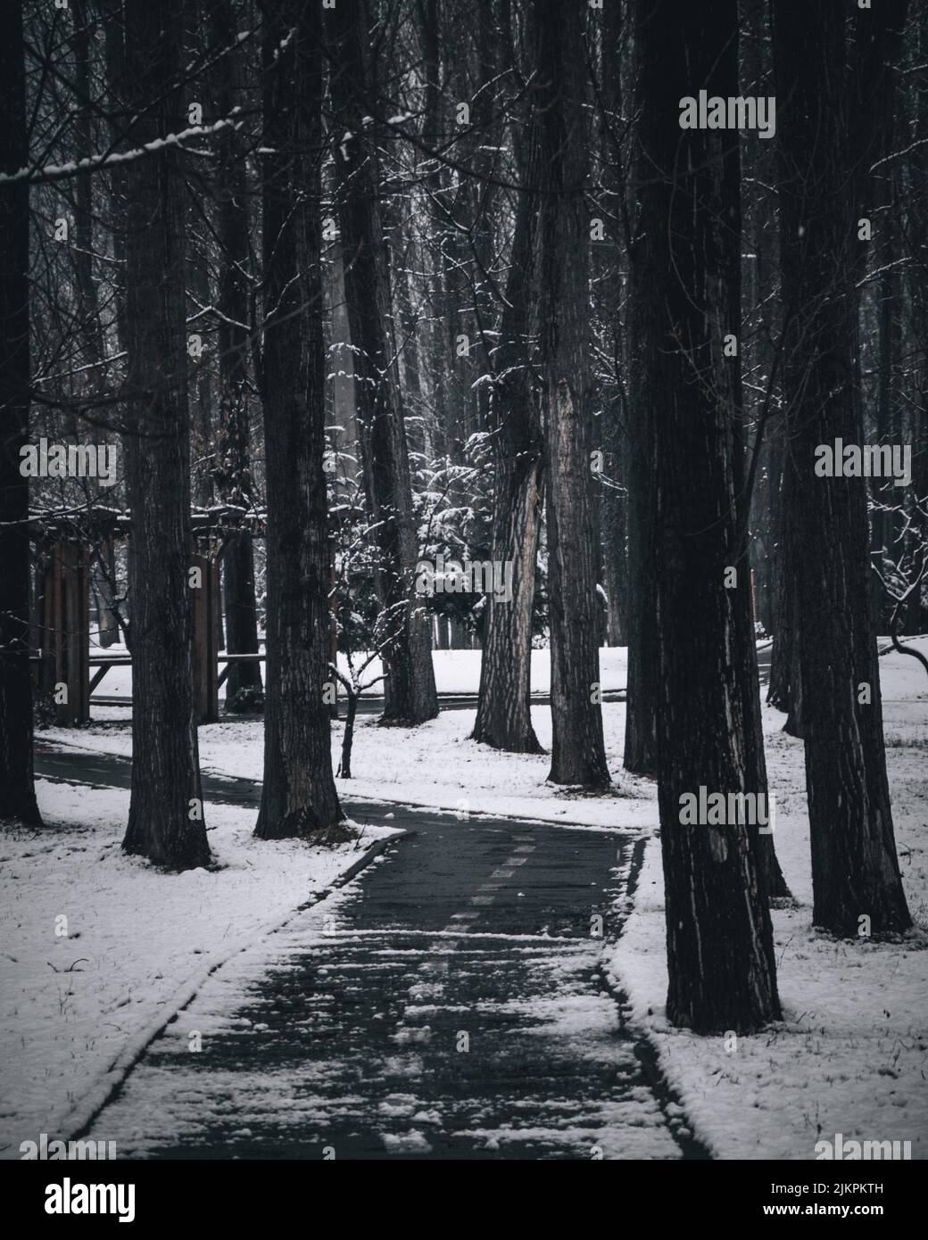 Sentiero nel bosco innevato immagini e fotografie stock ad alta ...