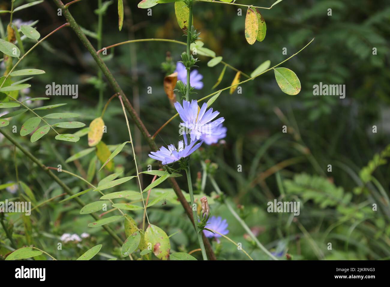 Cicoria nel prato immagini e fotografie stock ad alta risoluzione - Alamy