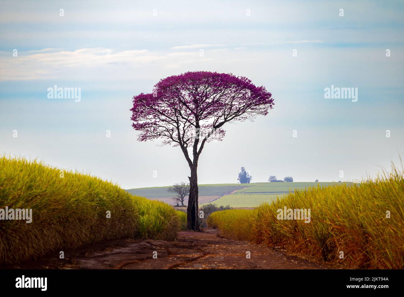 Viola tree immagini e fotografie stock ad alta risoluzione - Alamy