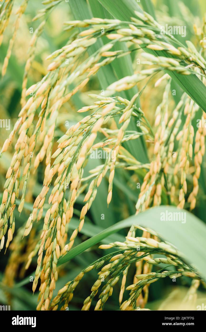 Pianta di grano di riso immagini e fotografie stock ad alta risoluzione ...