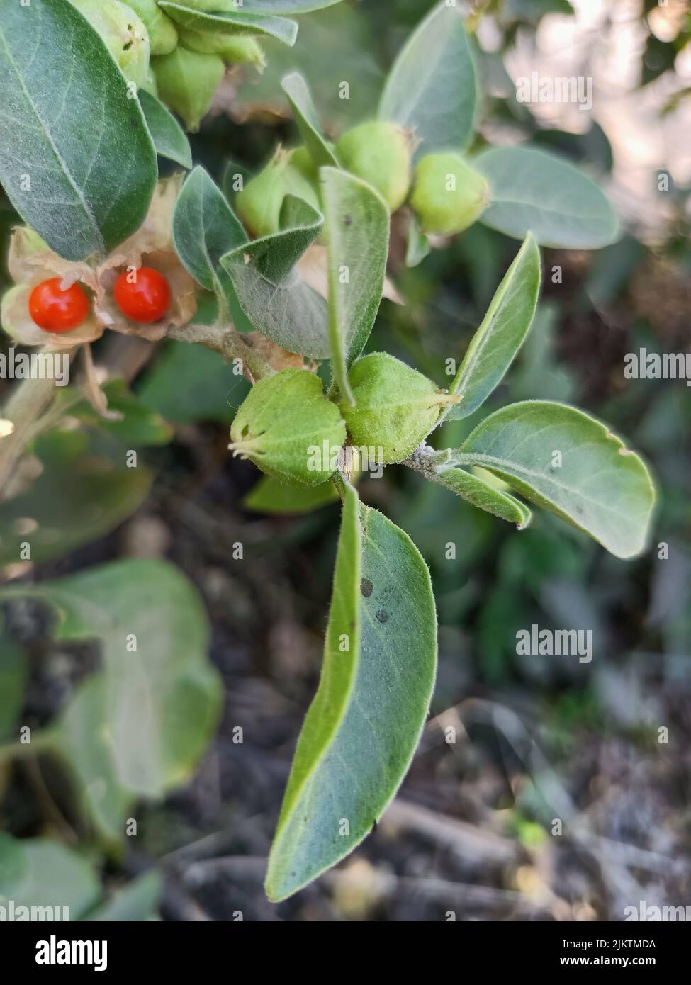 Indian gooseberry immagini e fotografie stock ad alta risoluzione - Alamy