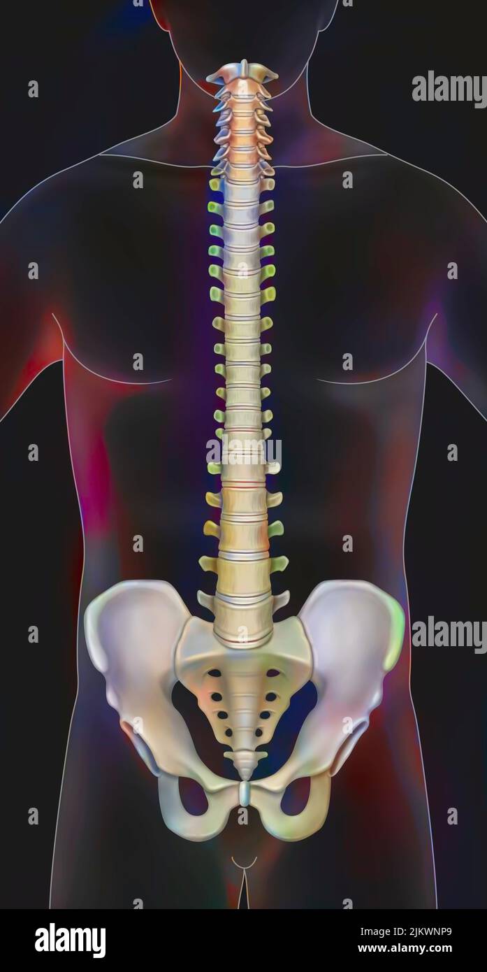 Anatomia delle vertebre cervicali immagini e fotografie stock ad alta ...
