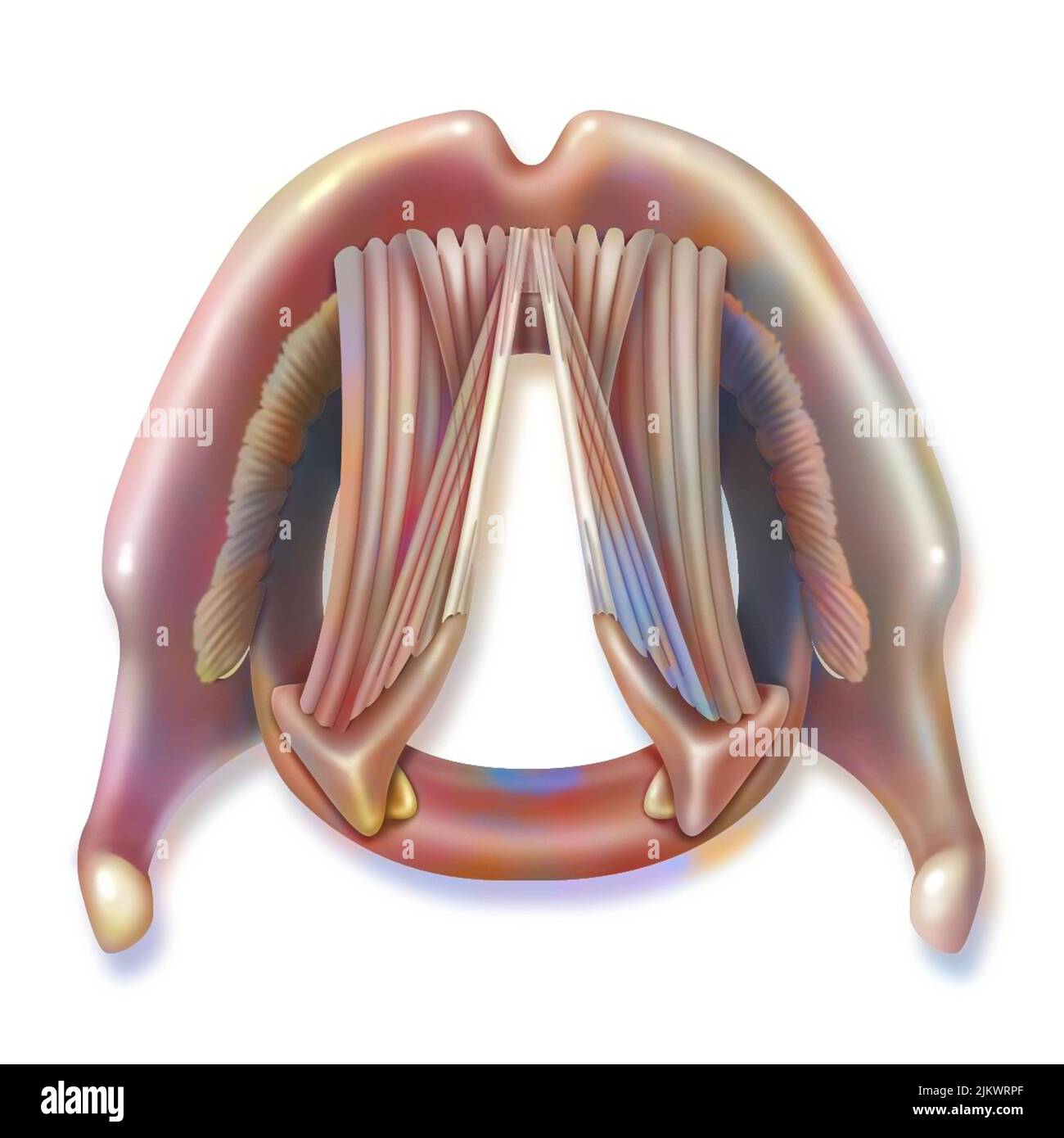 Anatomia della laringe immagini e fotografie stock ad alta risoluzione ...