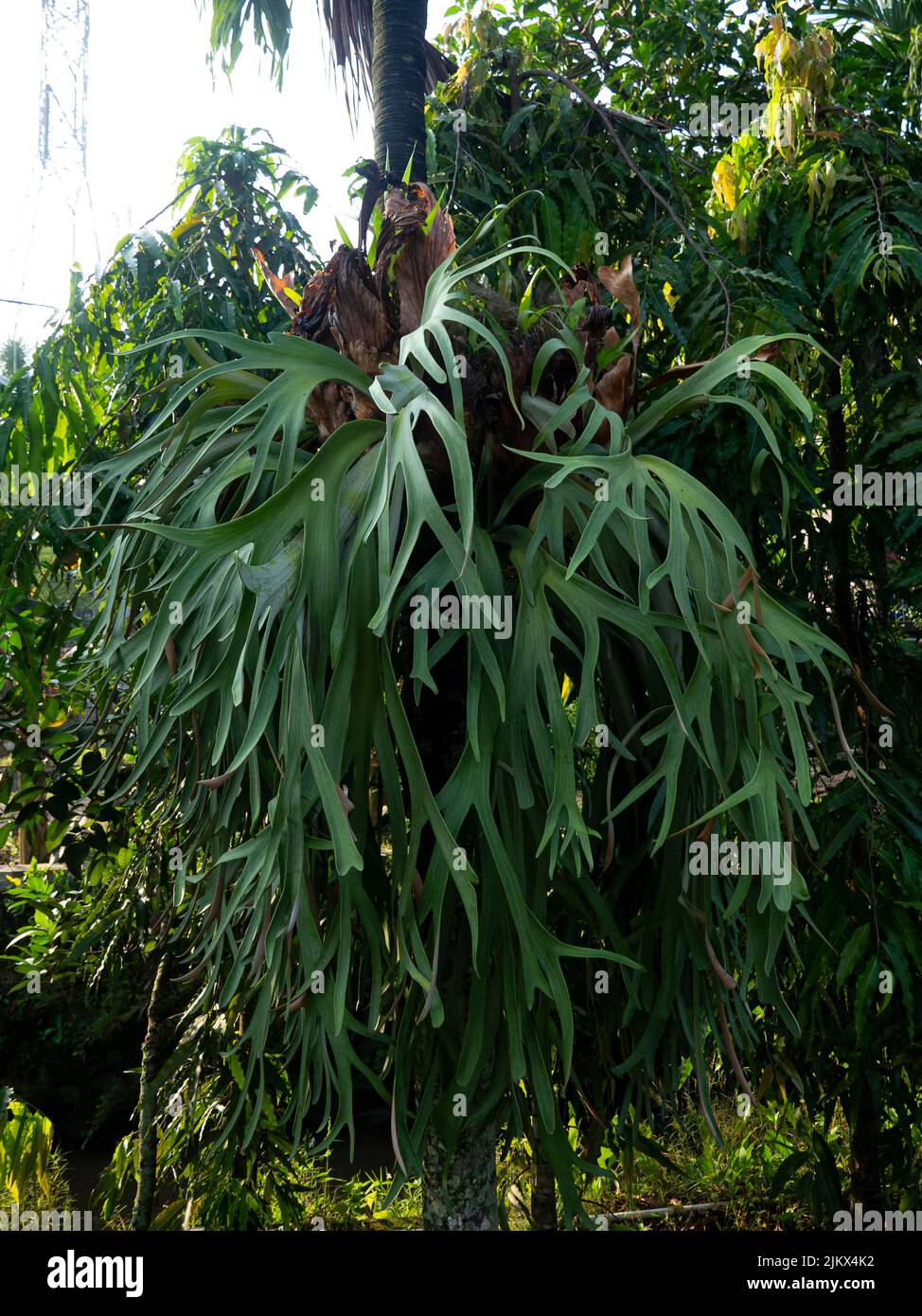 Il platycerium bifurcatum è coltivato come pianta ornamentale per il ...
