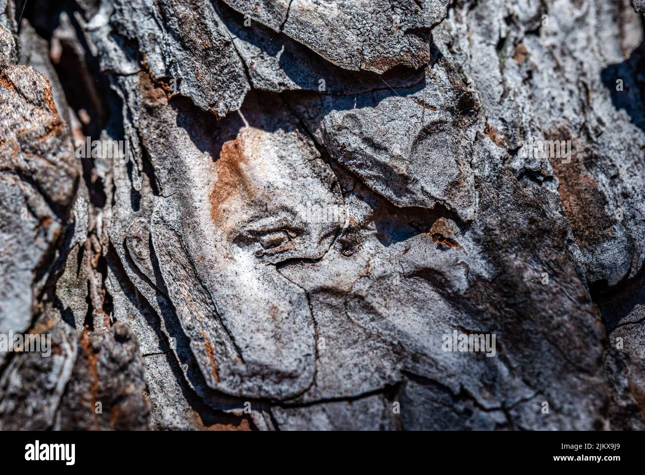 Tronco d'albero con forma animale immagini e fotografie stock ad alta ...
