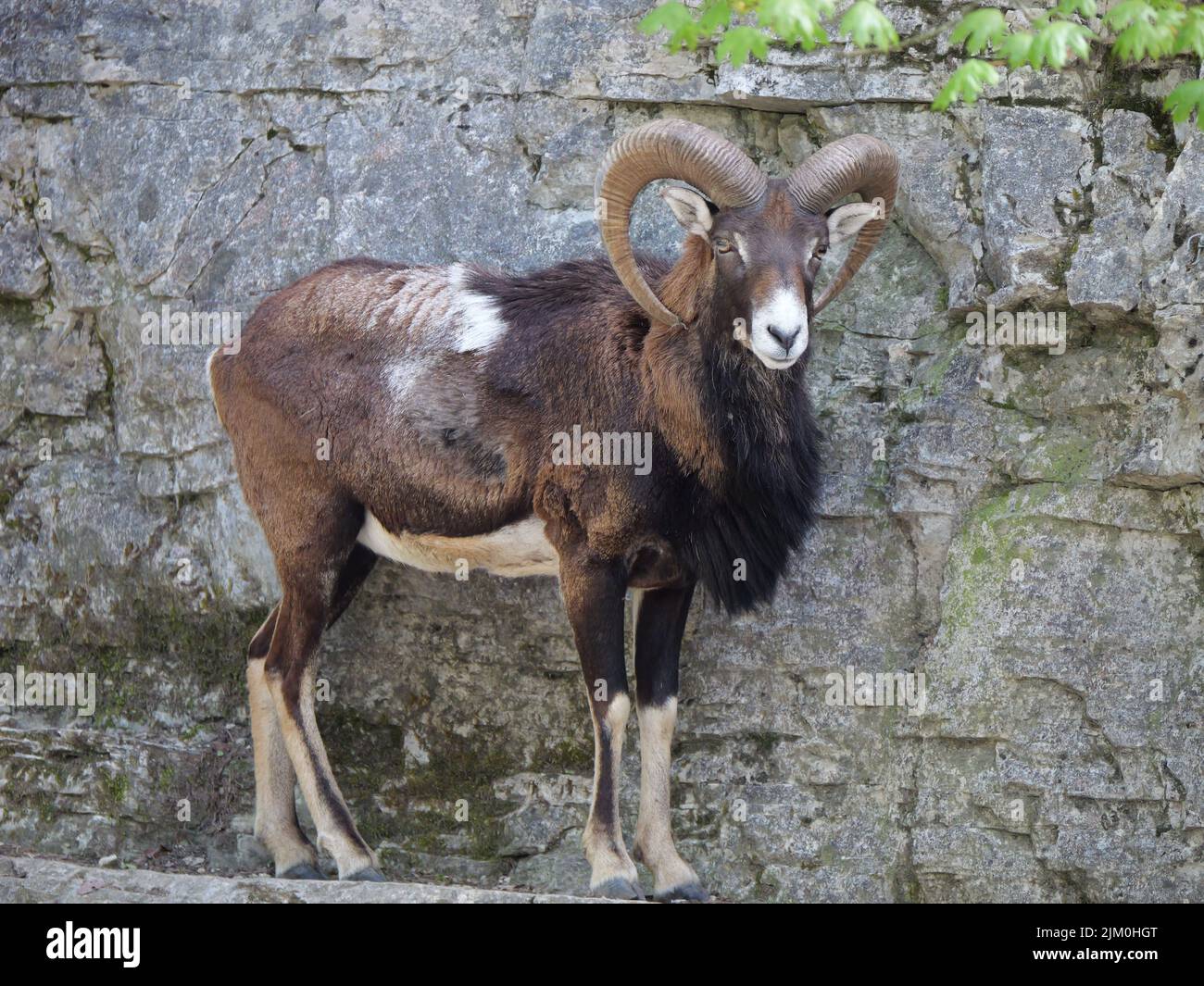 European mouflon immagini e fotografie stock ad alta risoluzione - Alamy