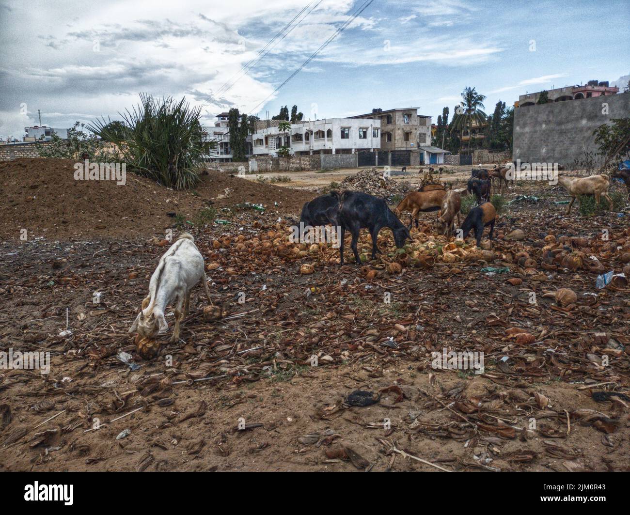 Capre africane immagini e fotografie stock ad alta risoluzione - Alamy