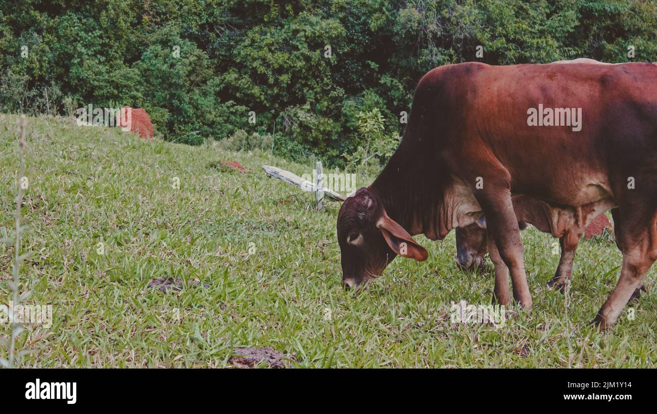 Mucca che mastica erba immagini e fotografie stock ad alta risoluzione ...