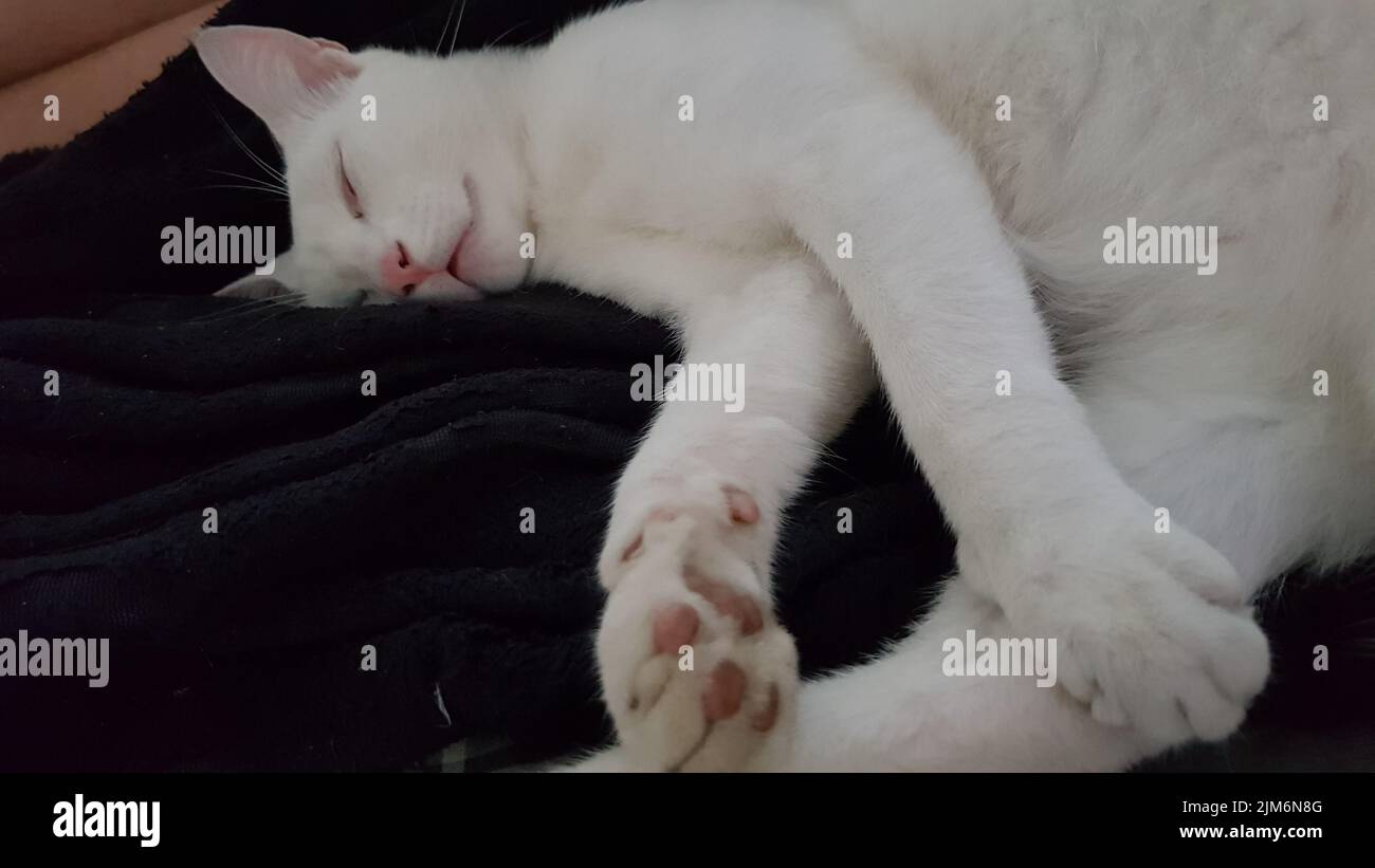 Nel mare ci sono i coccodrilli cartina immagini e fotografie stock ad ...