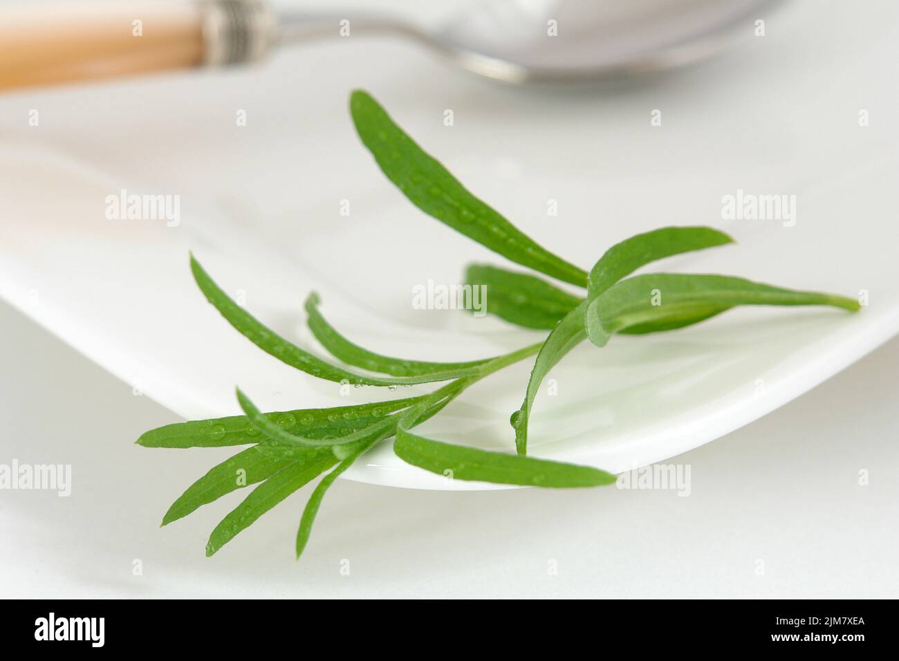 Salsa al dragoncello immagini e fotografie stock ad alta risoluzione ...