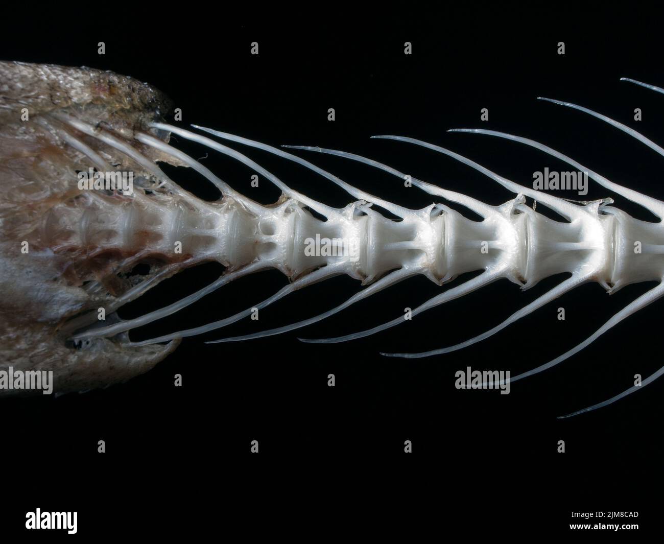 Mangiare lisca di pesce immagini e fotografie stock ad alta risoluzione ...
