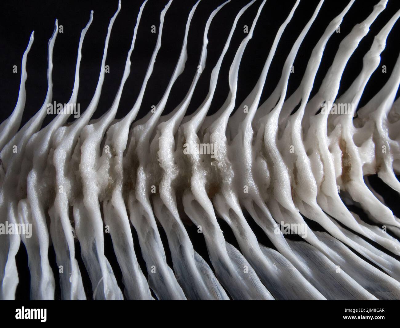 Mangiare lisca di pesce immagini e fotografie stock ad alta risoluzione ...