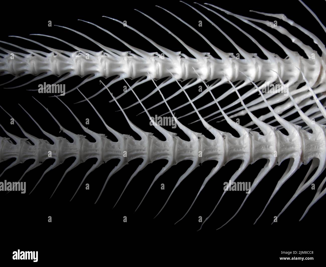 Mangiare lisca di pesce immagini e fotografie stock ad alta risoluzione ...