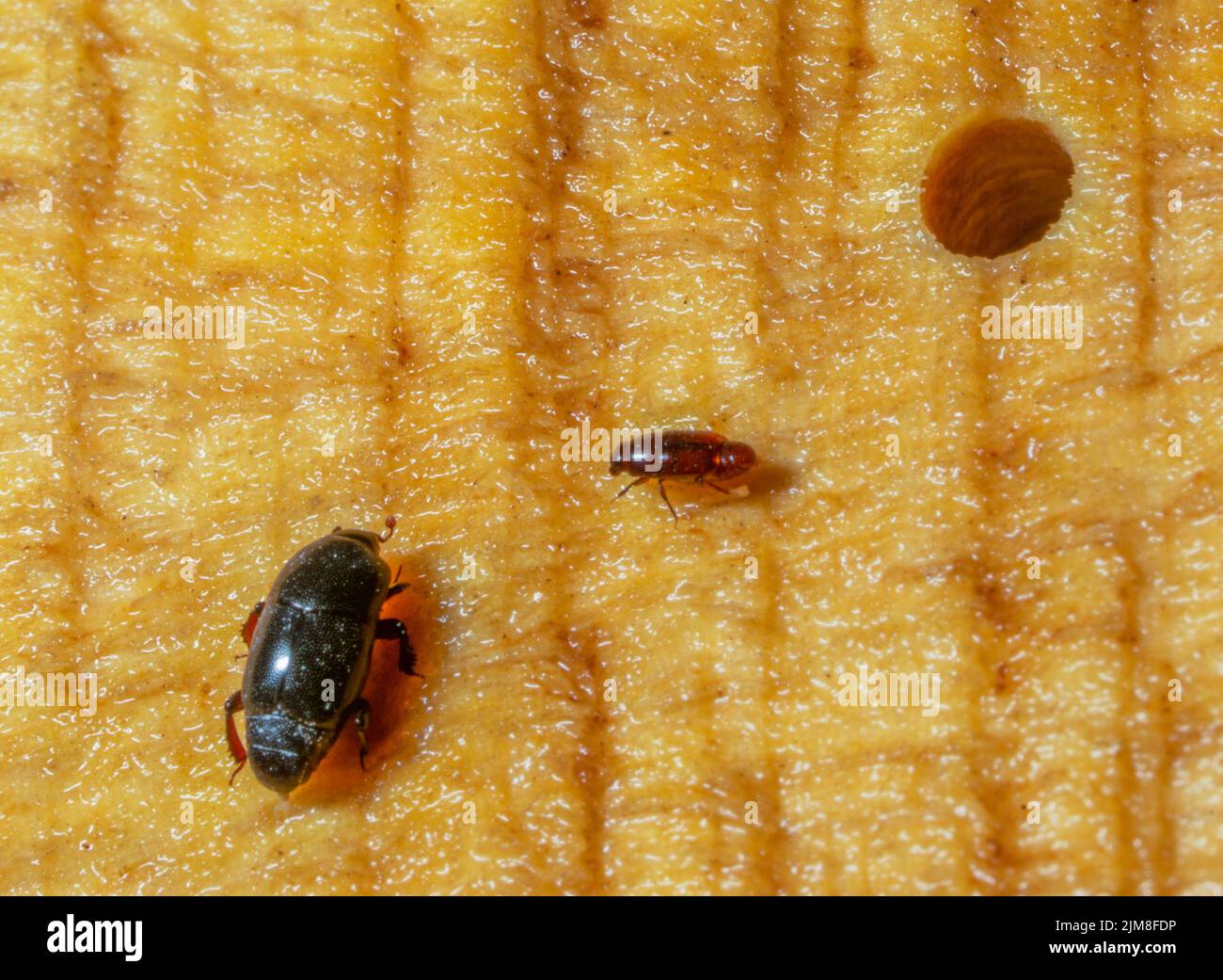 Verme in legno immagini e fotografie stock ad alta risoluzione - Alamy