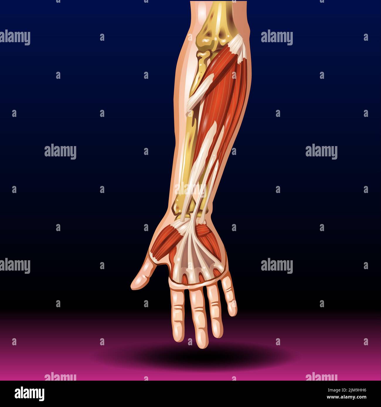 Mano anatomia immagini e fotografie stock ad alta risoluzione - Alamy