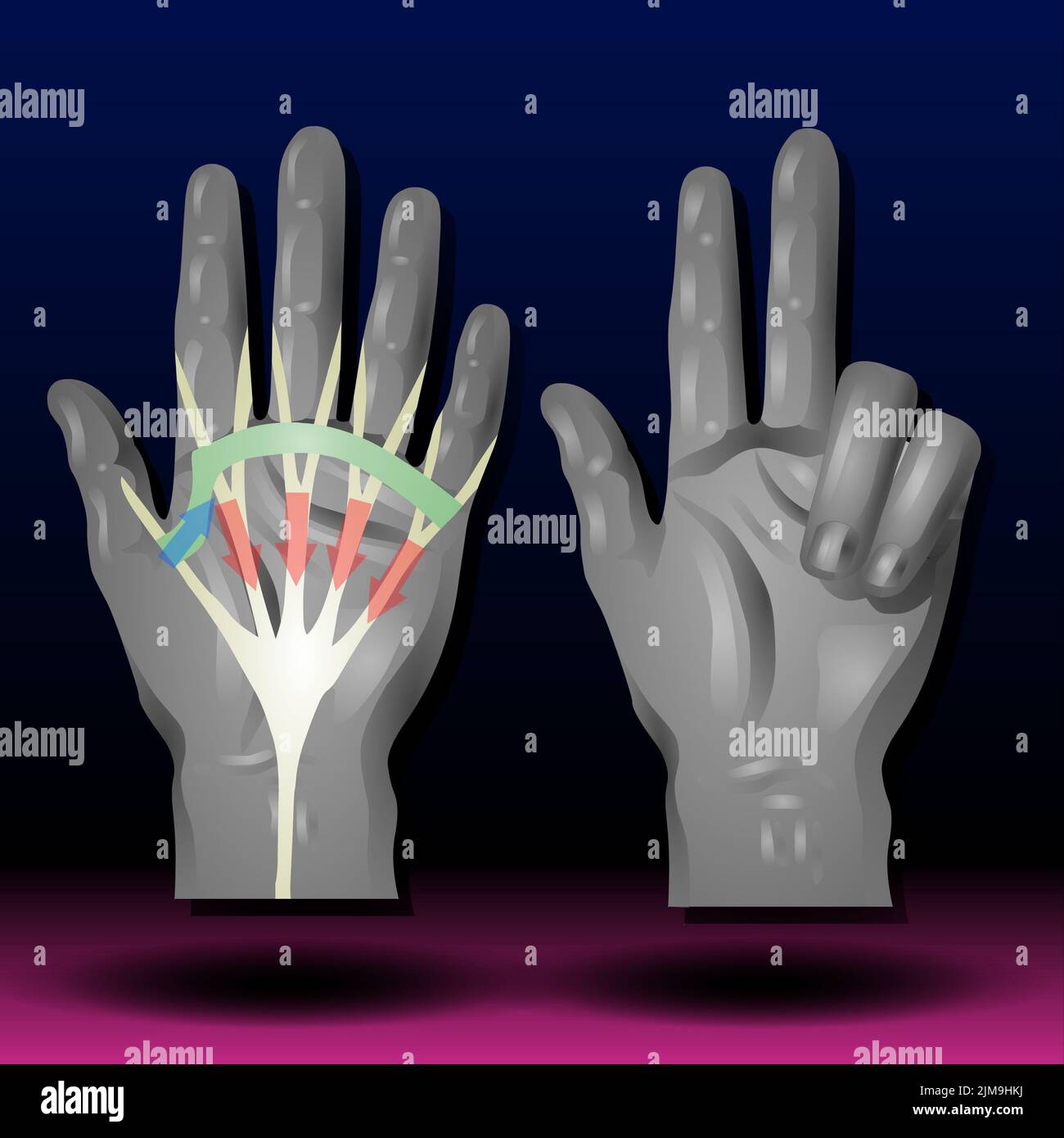 Mano anatomia immagini e fotografie stock ad alta risoluzione - Alamy
