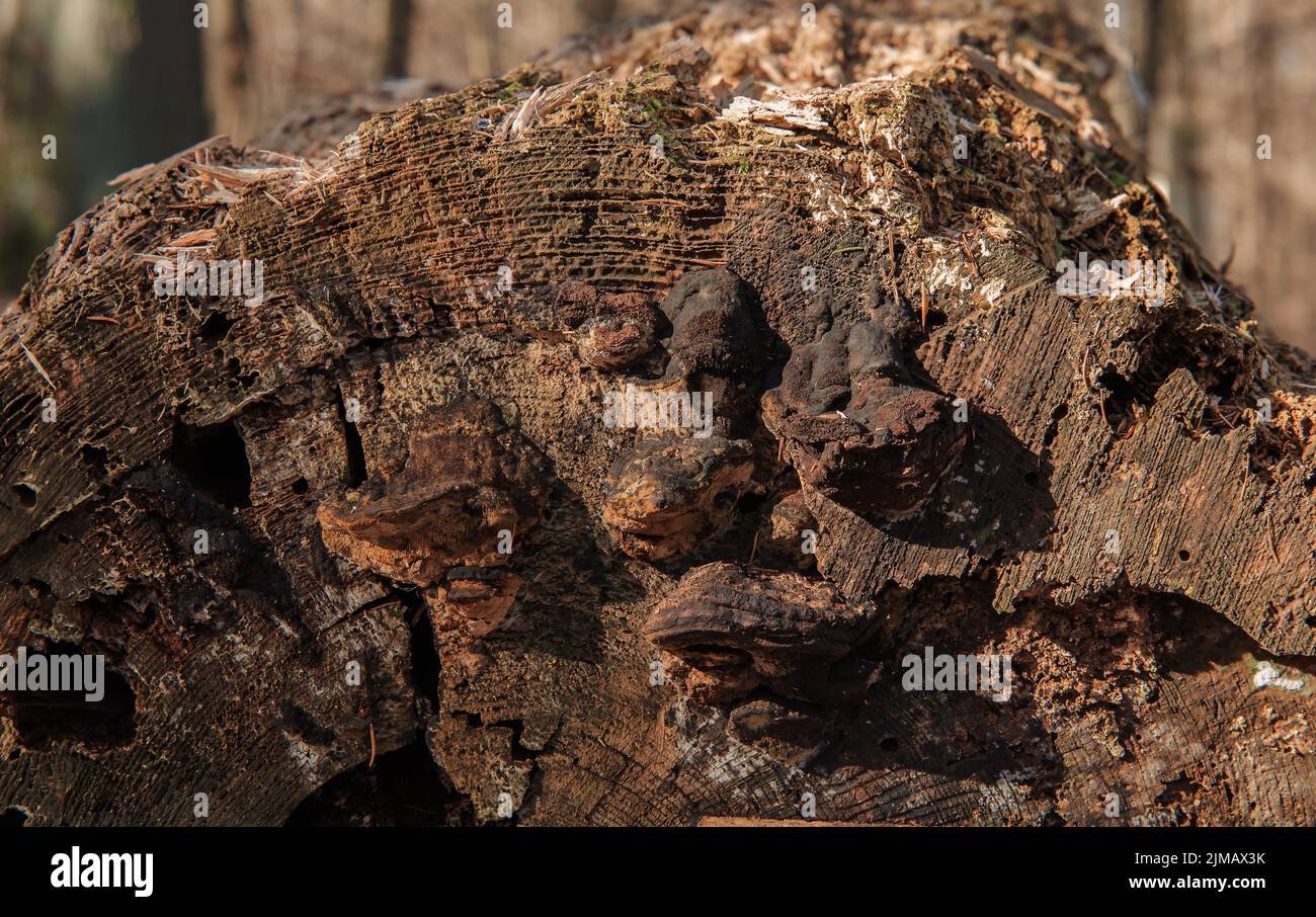 Malattia fungina immagini e fotografie stock ad alta risoluzione - Alamy
