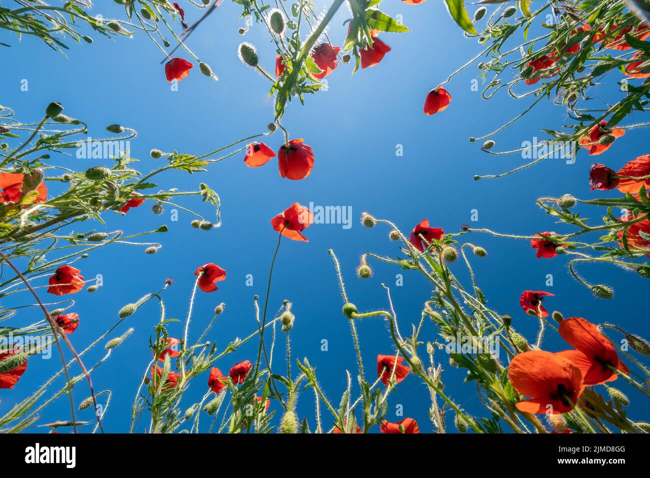 Vista dal basso della pianta immagini e fotografie stock ad alta ...