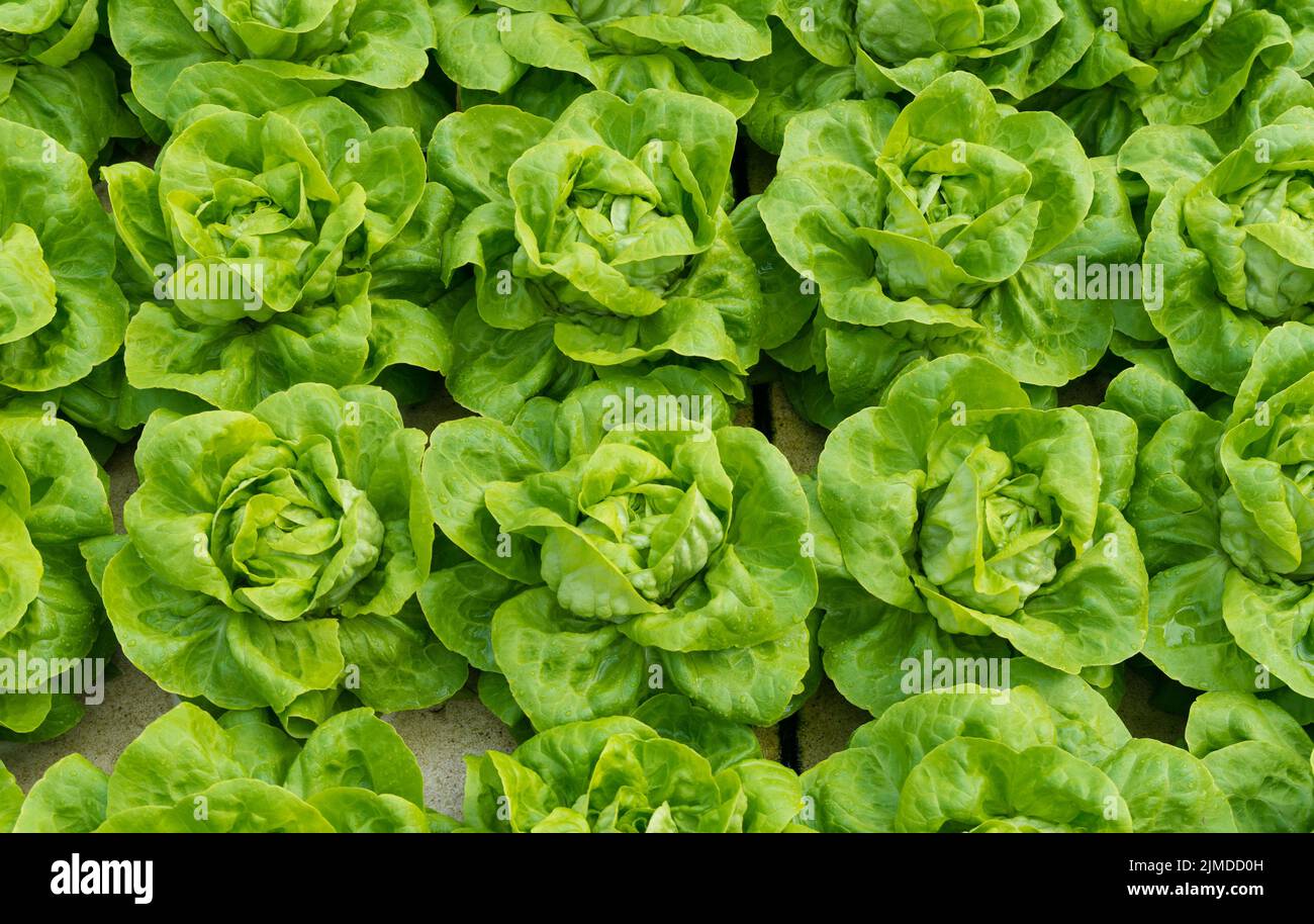 La raccolta delle lattughe immagini e fotografie stock ad alta ...