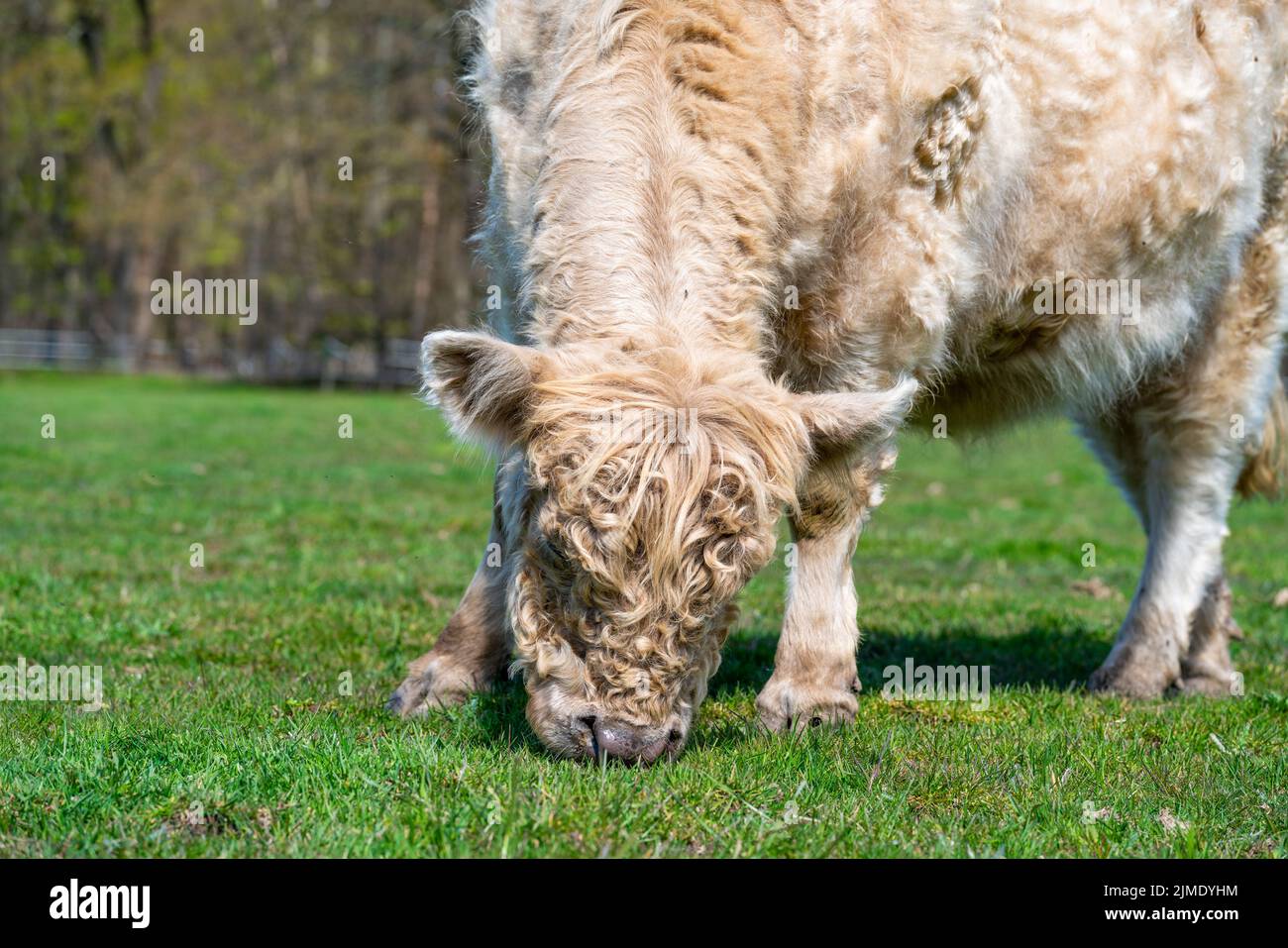Mucca con i capelli lunghi immagini e fotografie stock ad alta ...