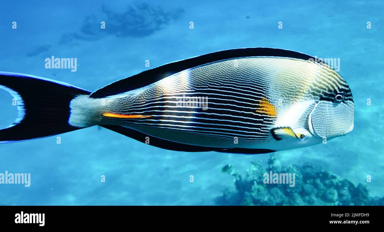 Pesce chirurgo immagini e fotografie stock ad alta risoluzione - Alamy