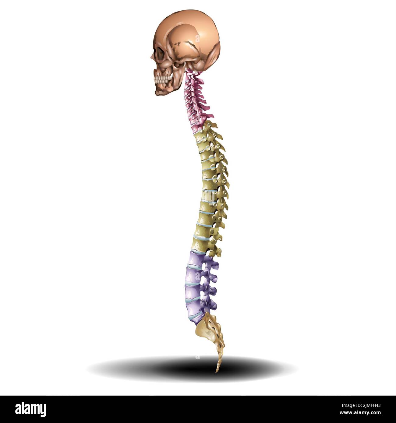 Scheletro scheletro ossa umane cranio immagini e fotografie stock ad ...