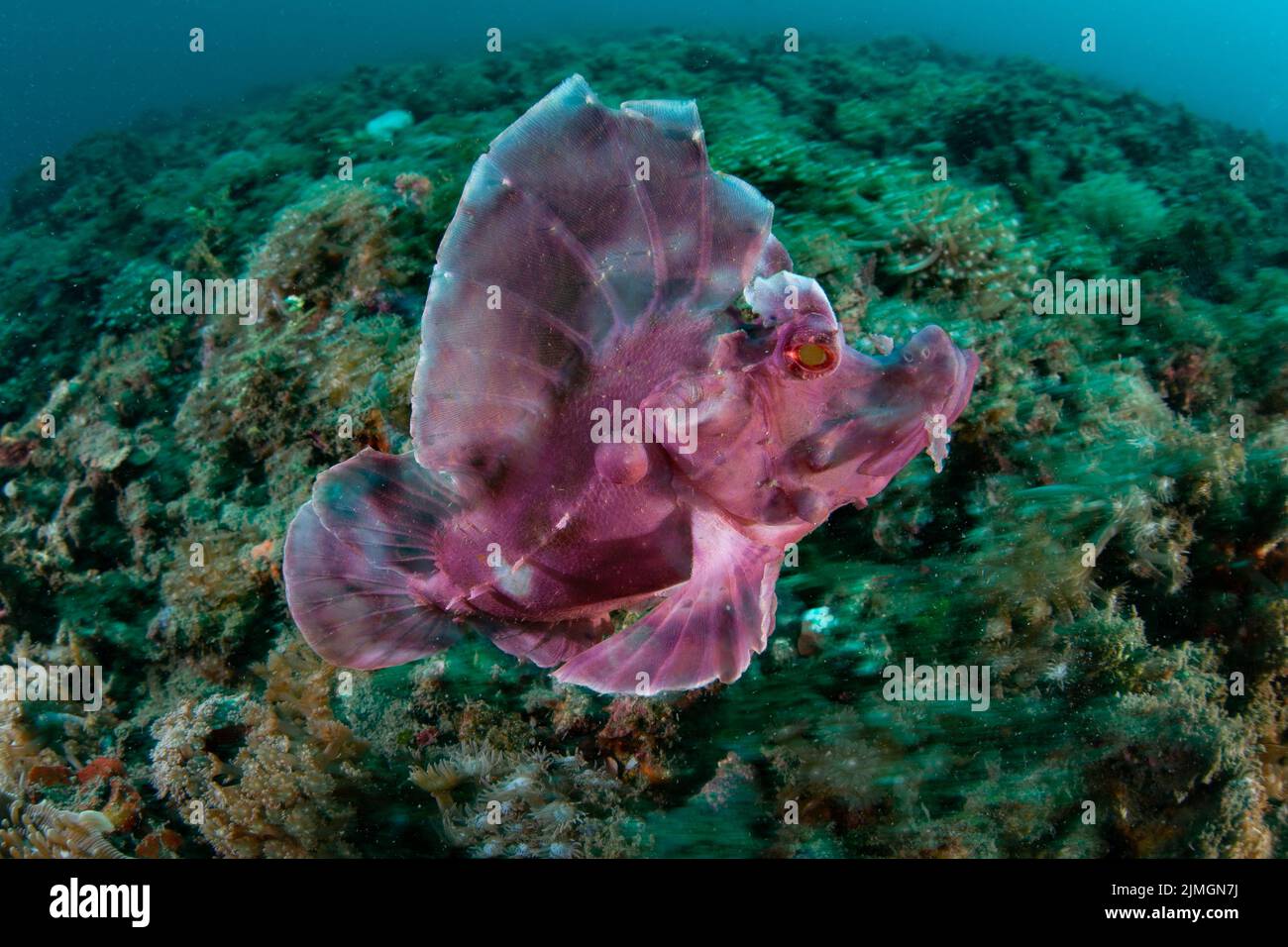 Rare fish species immagini e fotografie stock ad alta risoluzione - Alamy