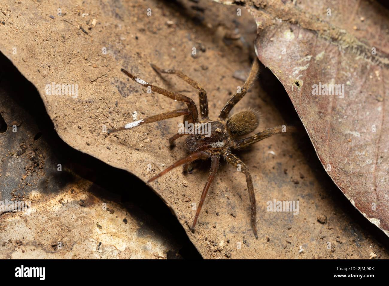 Ragno gigante cacciatore immagini e fotografie stock ad alta ...