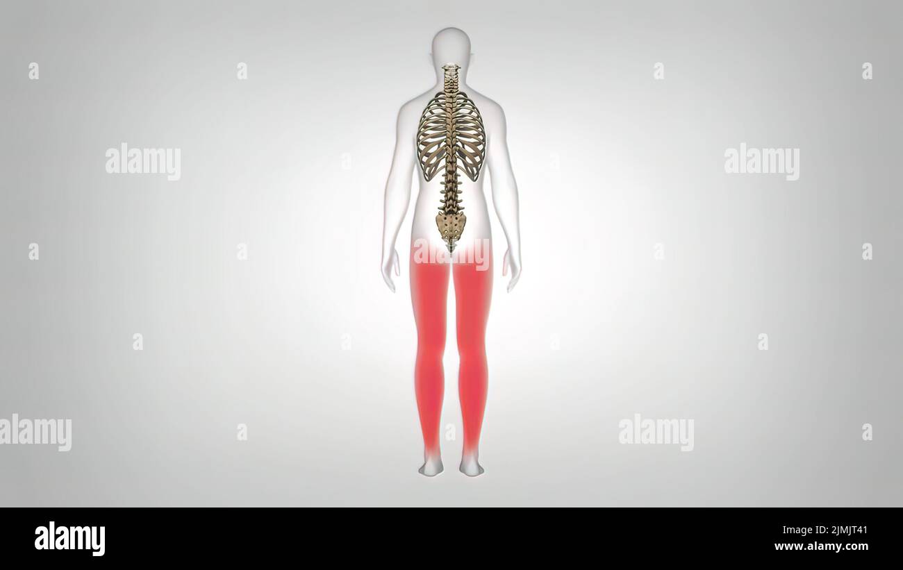 Anatomia del collo immagini e fotografie stock ad alta risoluzione - Alamy