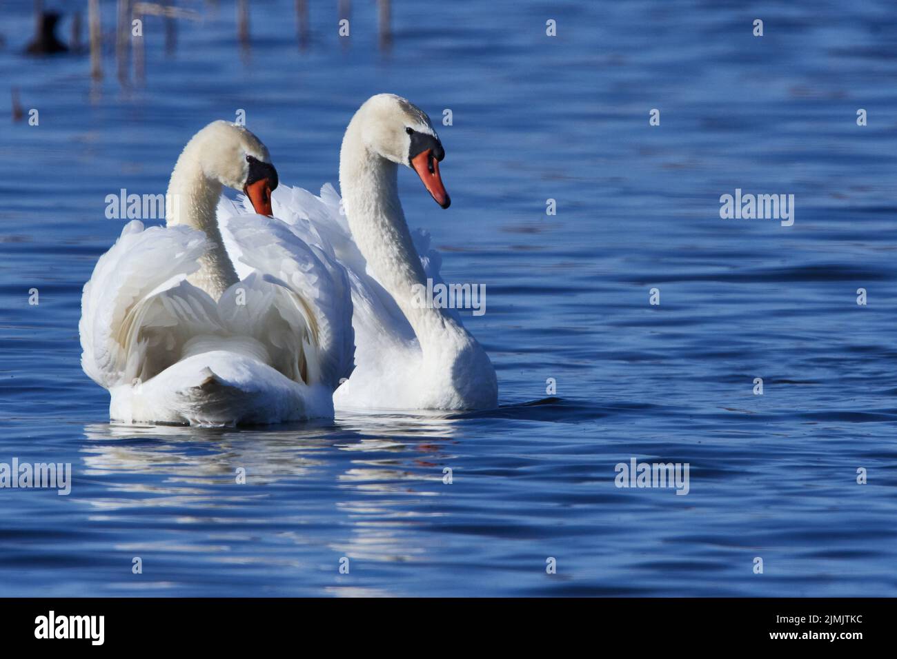 Primavera cigno muto immagini e fotografie stock ad alta risoluzione ...