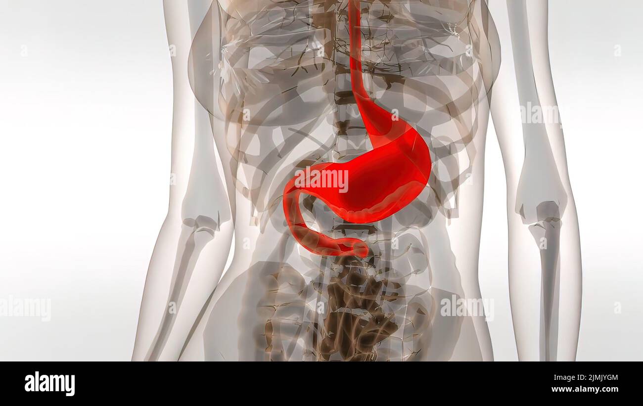 Stomaco umano e intestino immagini e fotografie stock ad alta ...