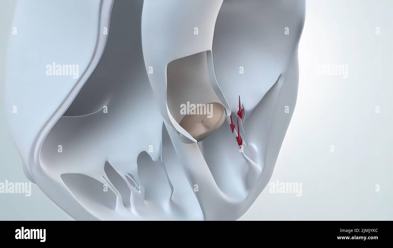 Valvola aortica anatomia immagini e fotografie stock ad alta ...