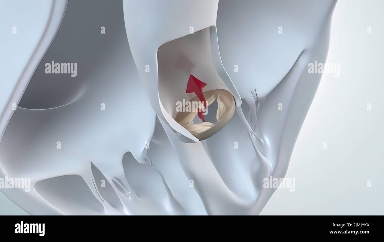 Valvola aortica anatomia immagini e fotografie stock ad alta ...