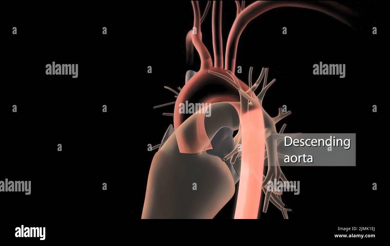 Valvola mitrale del cuore umano immagini e fotografie stock ad alta ...
