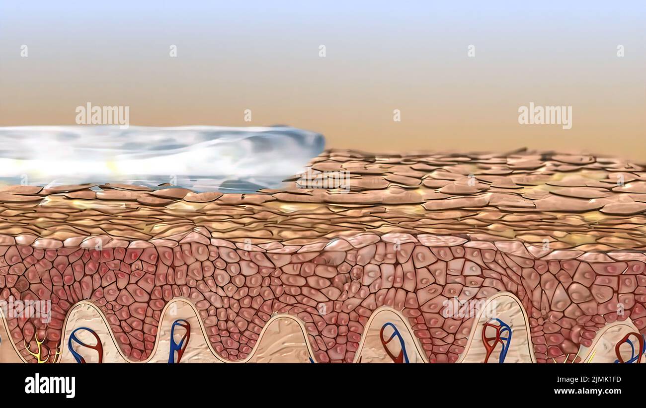 Epidermide pelle immagini e fotografie stock ad alta risoluzione - Alamy
