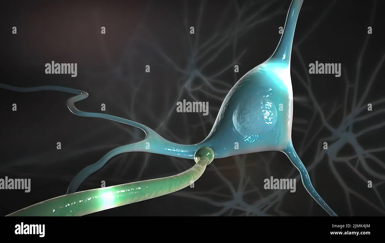Colonna vertebrale e sistema nervoso immagini e fotografie stock ad ...