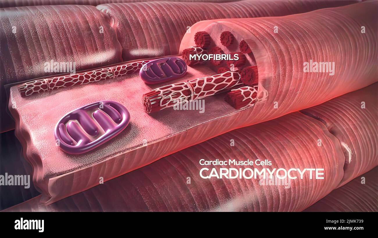 Cardiac muscle cell immagini e fotografie stock ad alta risoluzione - Alamy