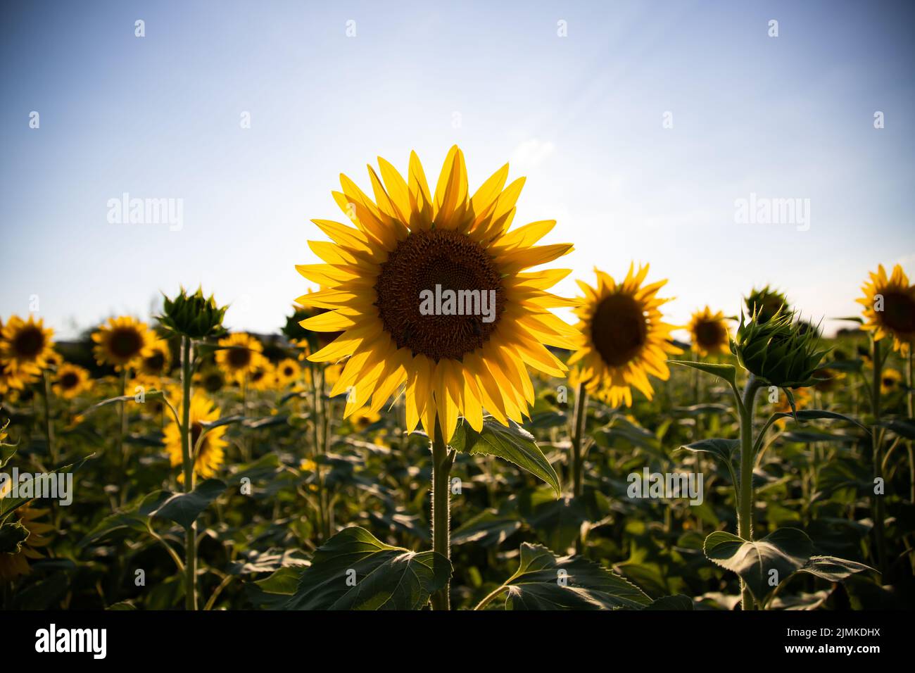 Simbolo della pace del girasole ucraina immagini e fotografie stock ad alta risoluzione - Alamy