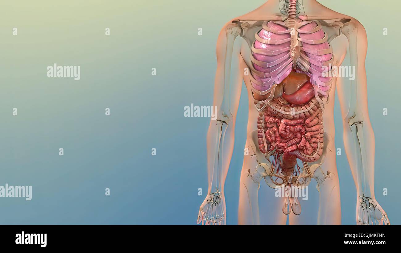 Human body internal organs medicine immagini e fotografie stock ad alta ...