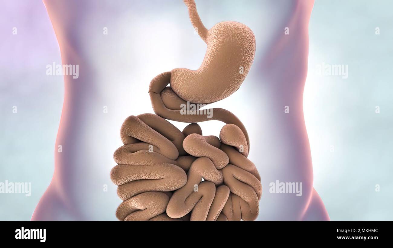 Intestino tenue di stomaco immagini e fotografie stock ad alta ...