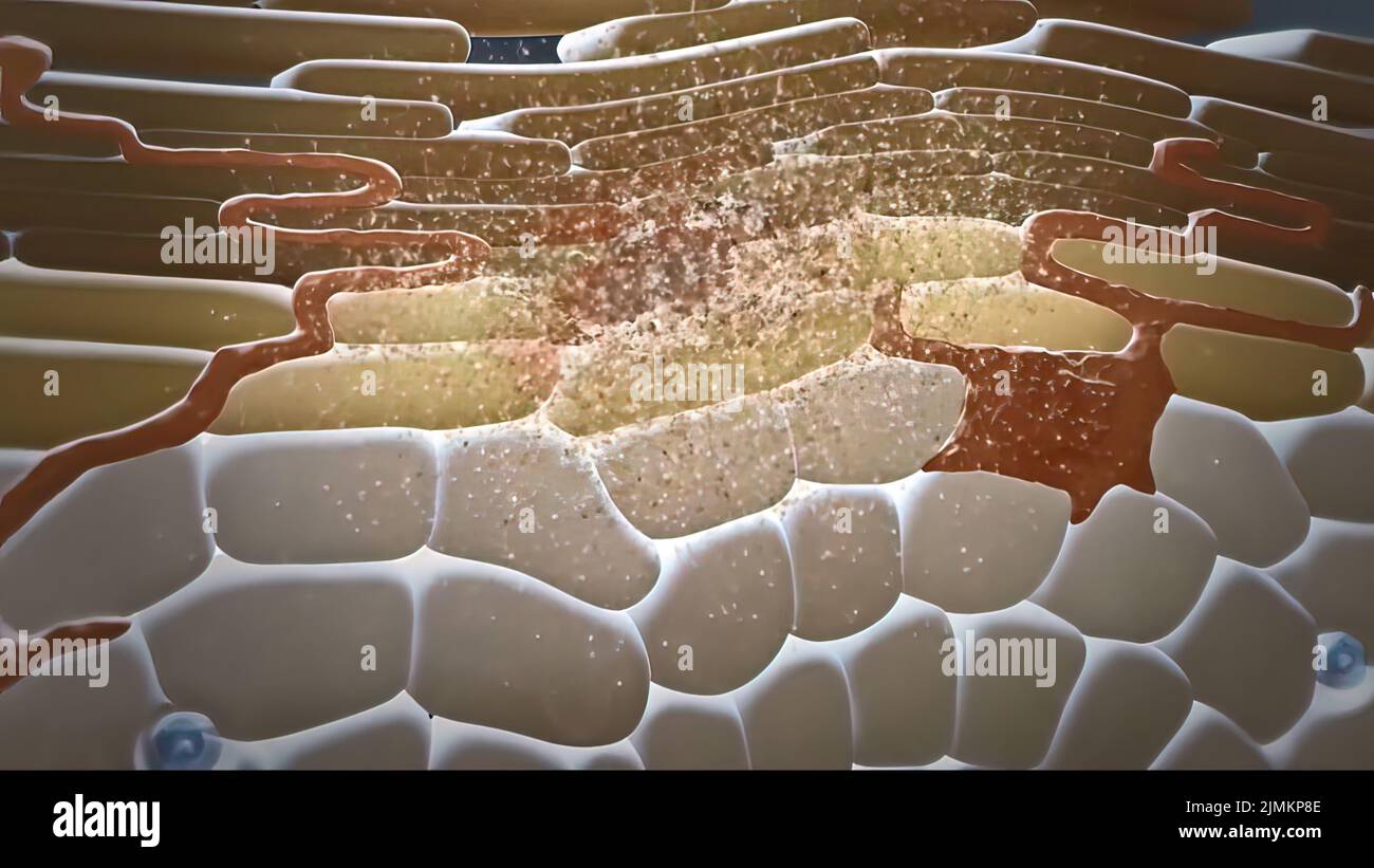 Epidermide e derma immagini e fotografie stock ad alta risoluzione - Alamy