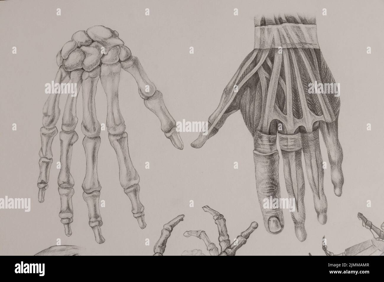 Parti del corpo di anatomia immagini e fotografie stock ad alta ...